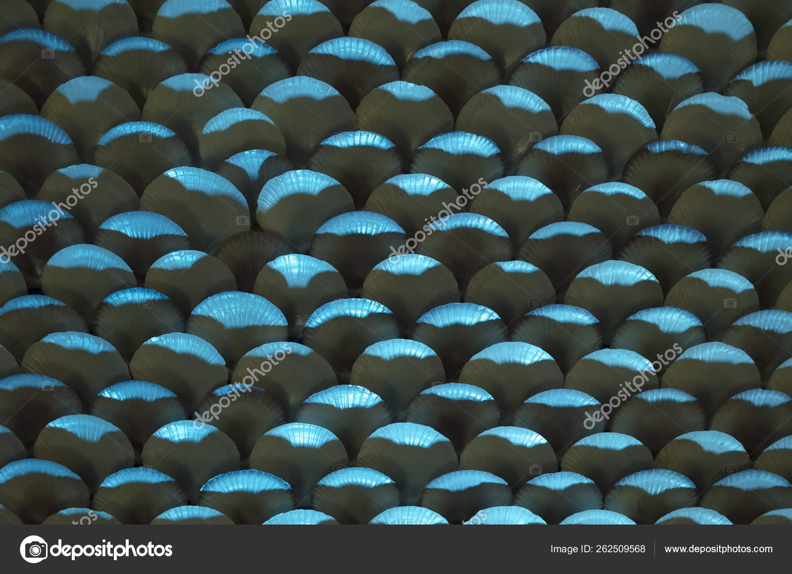 Sea Shell Wall Background Texture Stock Photo by ©YAYImages 262509568