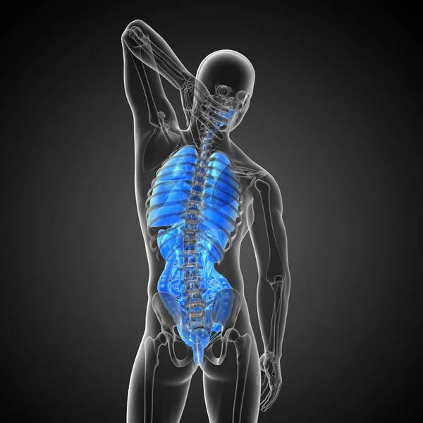 Render Medical Illustration Human Digestive System Respiratory System ...