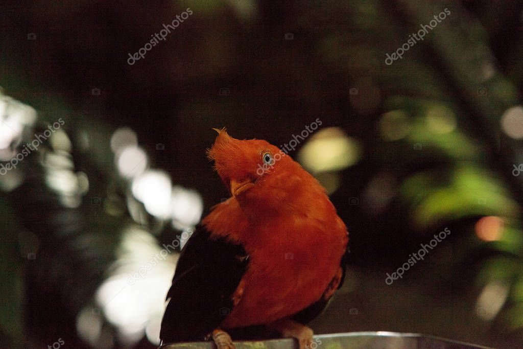 El gallo andino de la roca llamado Rupicola peruvianus se encuentra en ...