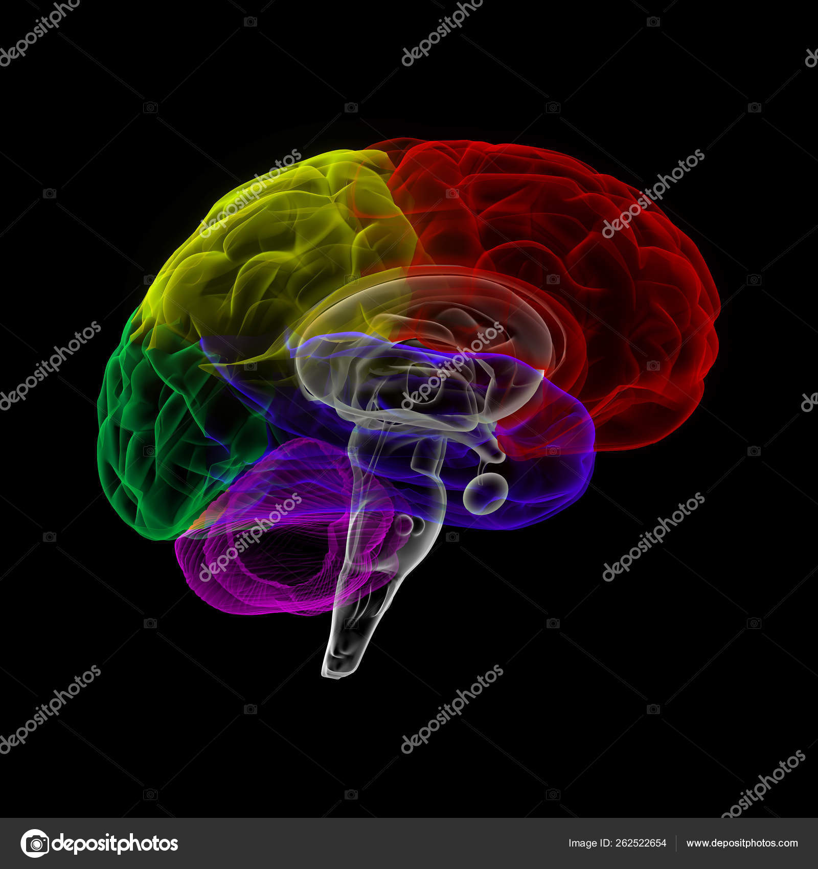 Human Brain Ray View Stock Photo by ©YAYImages 262522654