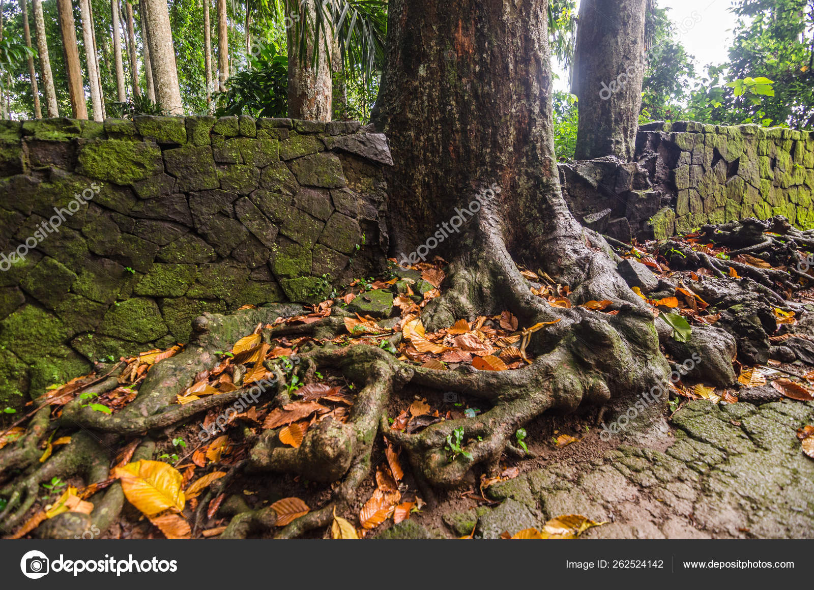 Tree Roots Wall Temple — Stock Photo © YAYImages #262524142