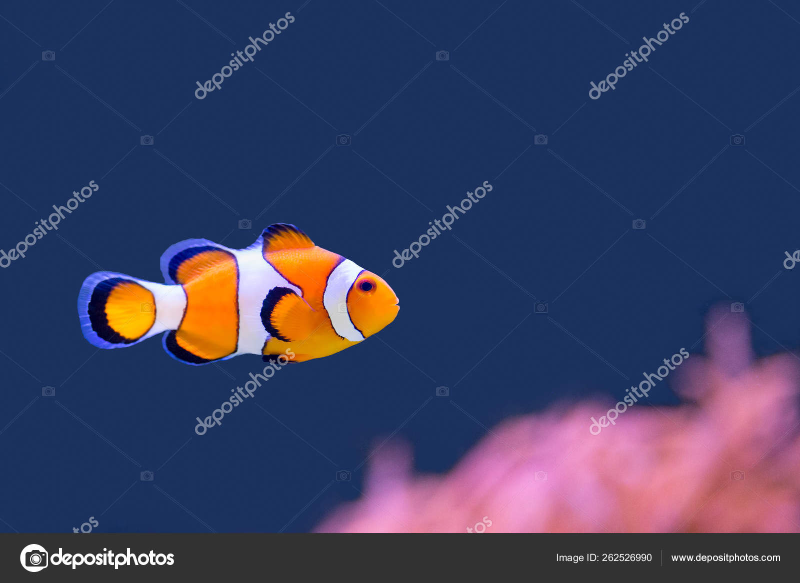 Nemo Swimming Blue Water Pink Anemone Stock Photo by ©YAYImages 262526990