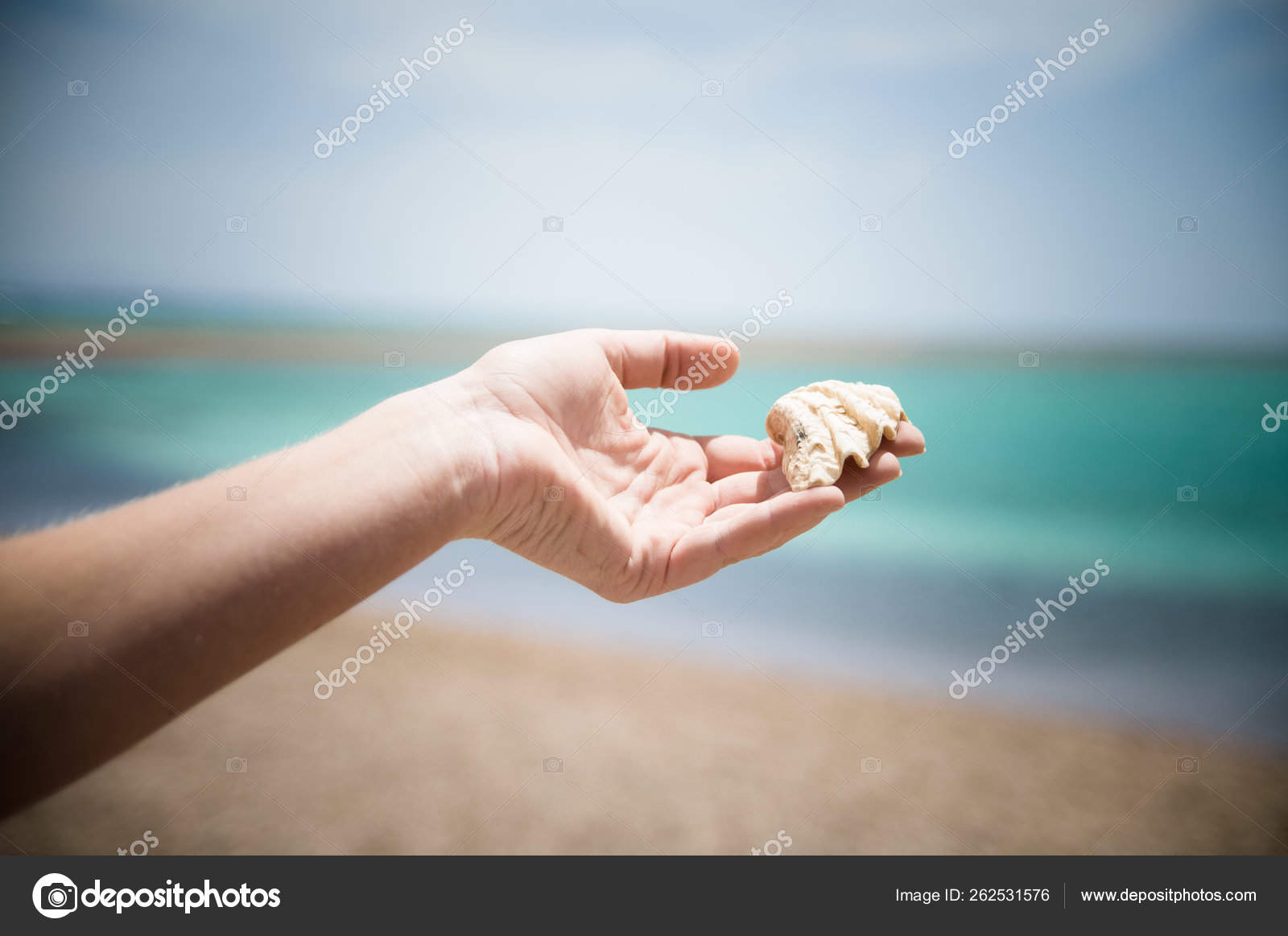 Woman Hand Holding Shell Sea Background Stock Photo by ©YAYImages 262531576