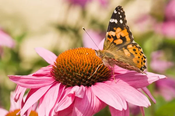 Painted lady getting nectar from purple coneflower on sunny summer day ...