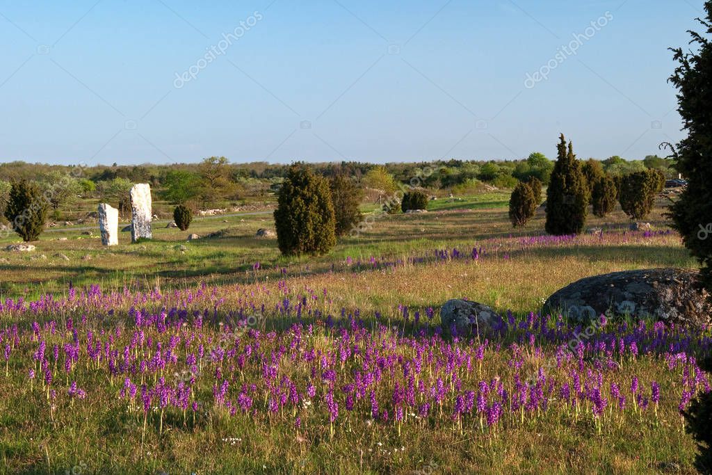 Orqu deas silvestres en monumento antiguo 2024