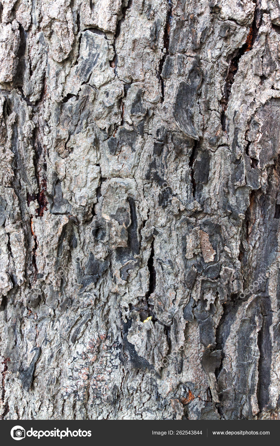 Beautiful Texture Peel Tree Brown Nature Stock Photo by ©YAYImages ...