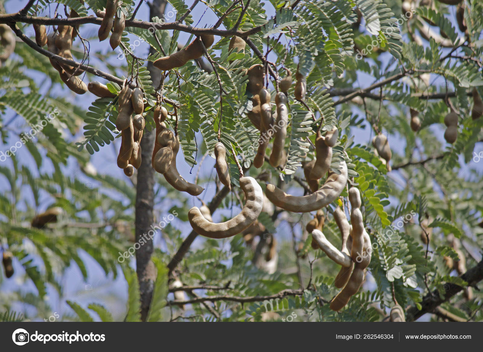 Tamarind Tamarindus Indica Tamarind Tree Produces Edible Pod Fruit ...
