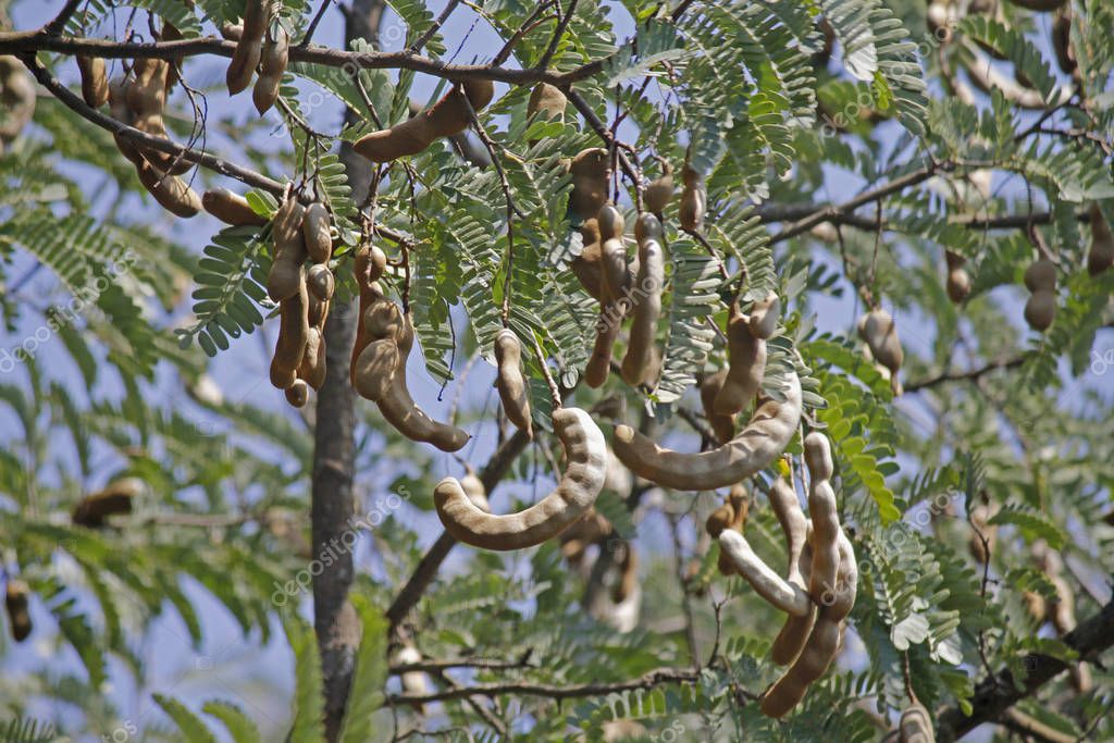Tamarindo, Tamarindus indica. El árbol de tamarindo produce frutos ...