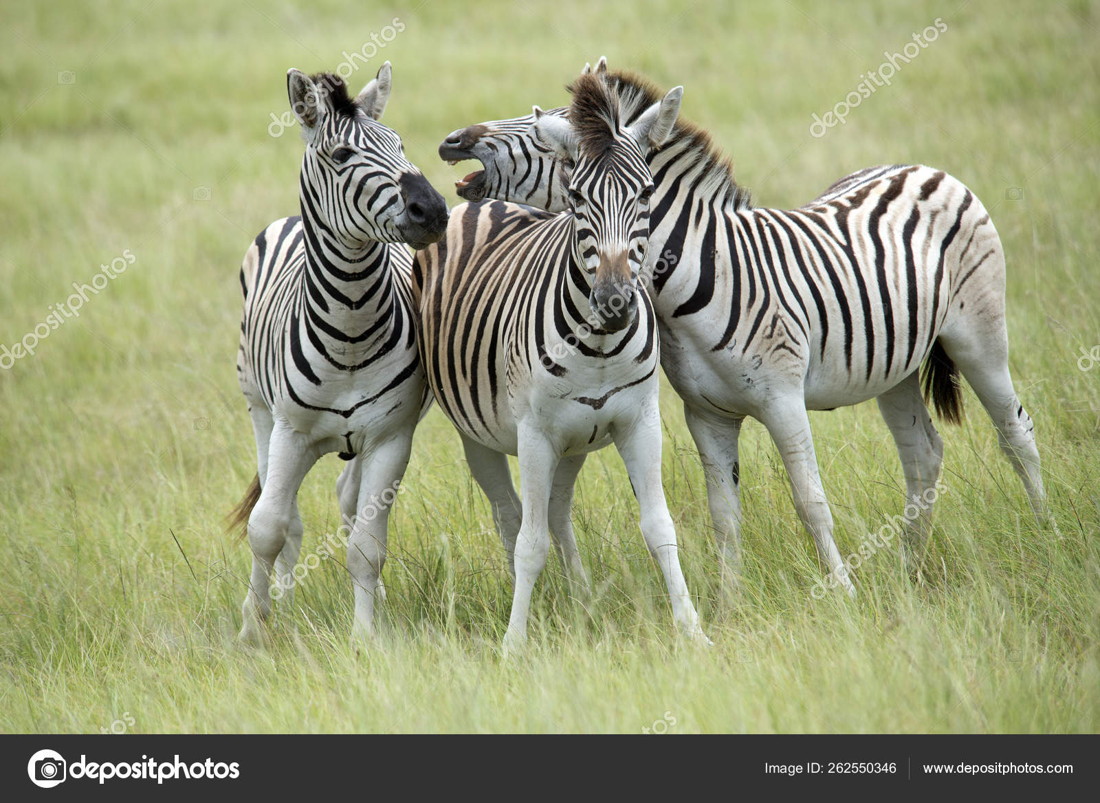 South African Zebra
