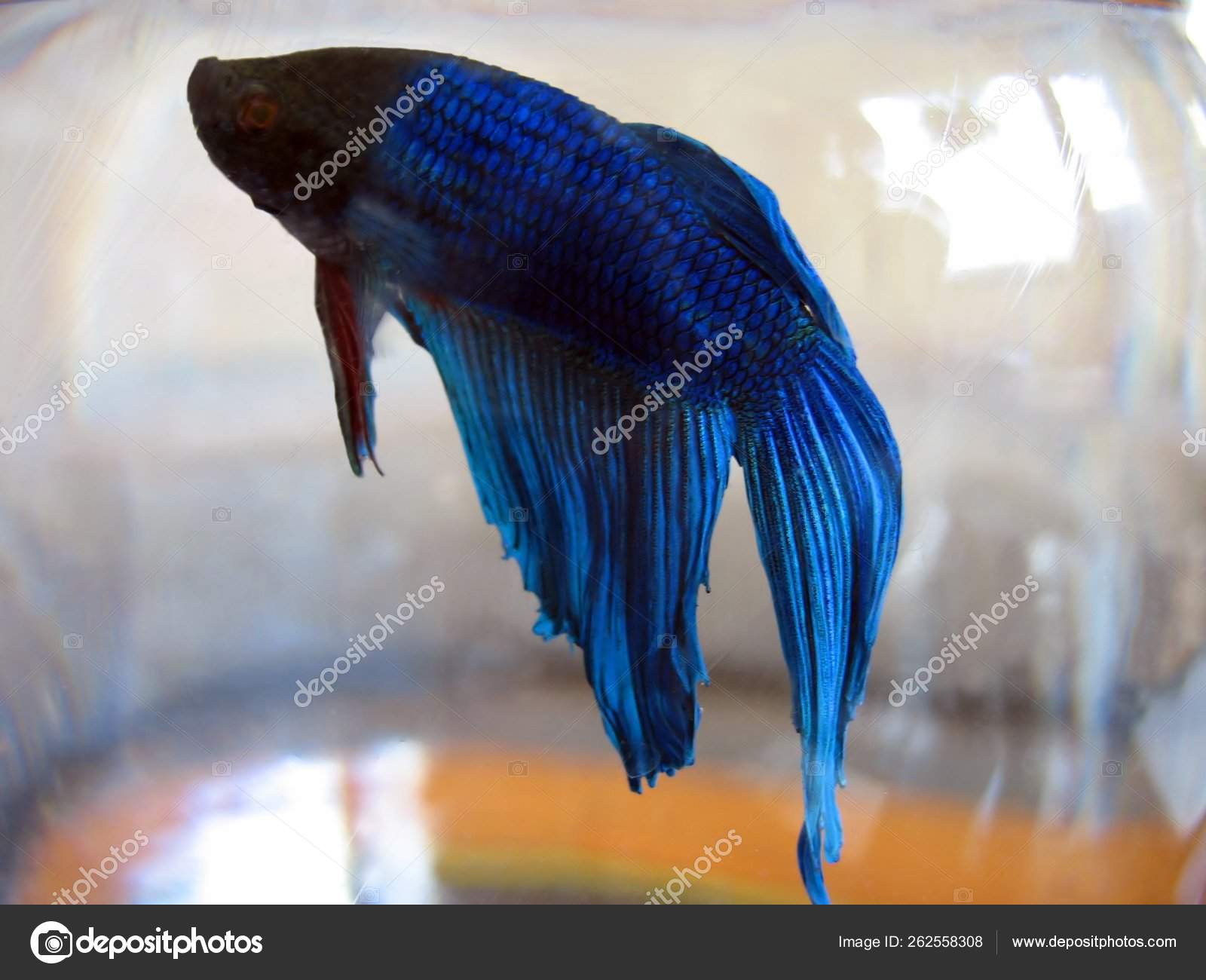 Betta Pet Names