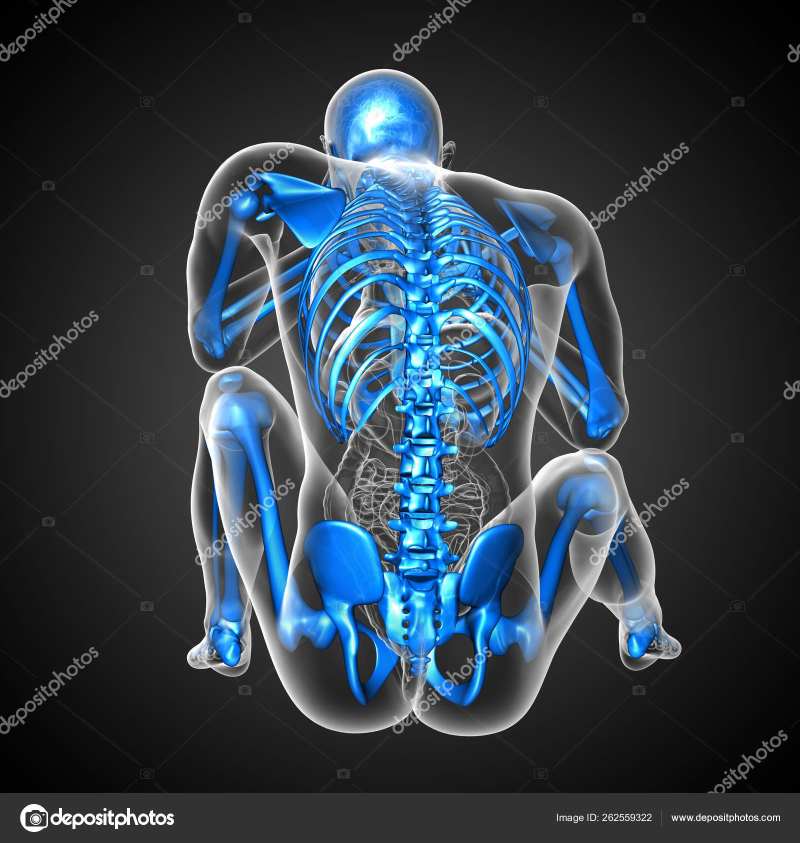 Render Medical Illustration Human Skeleton Back View — Stock Photo ...