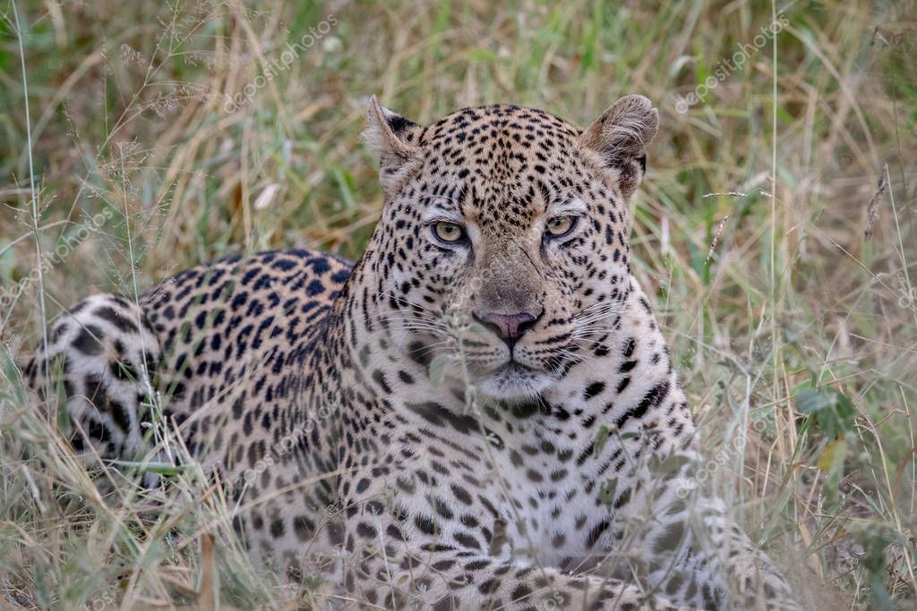Gran leopardo macho tendido en la hierba en el Parque Nacional Kruger ...