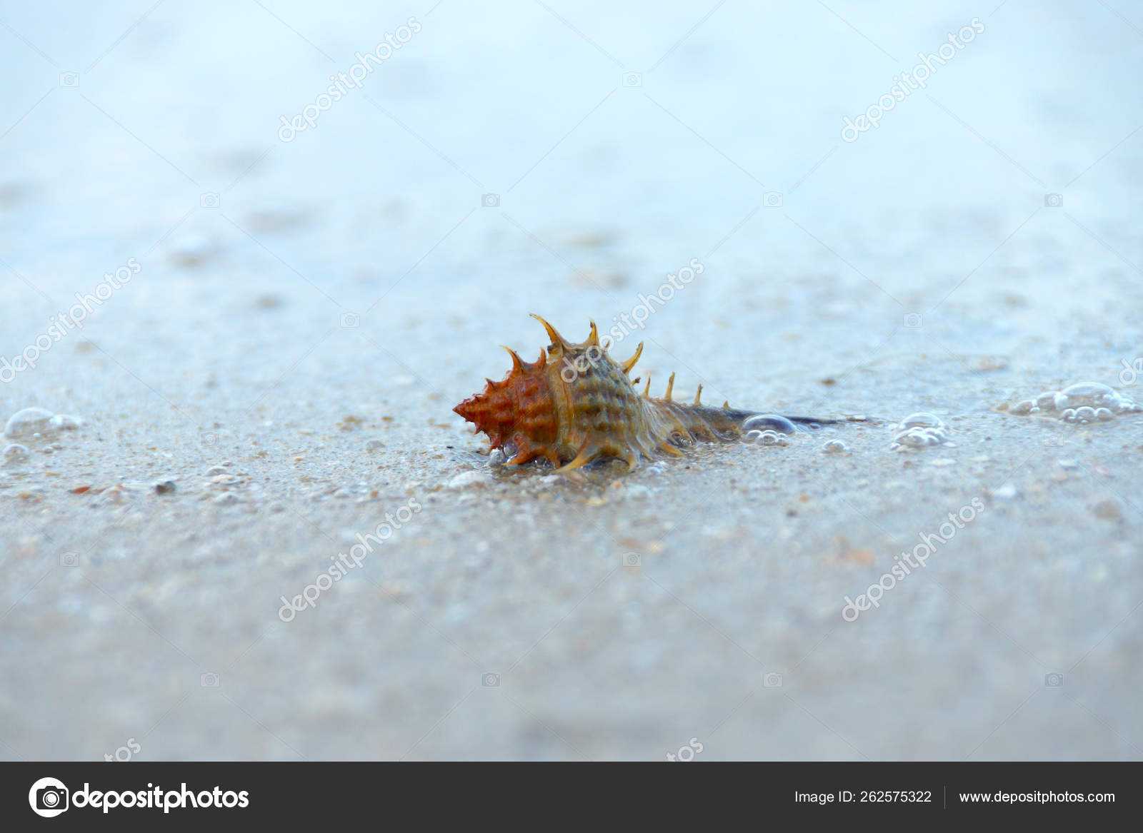 Spiny Shell Beach Stock Photo by ©YAYImages 262575322