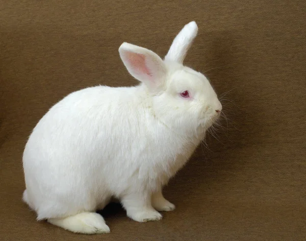 Large New Zealand White Rabbit Albinoa Plain Brown Background Stock ...