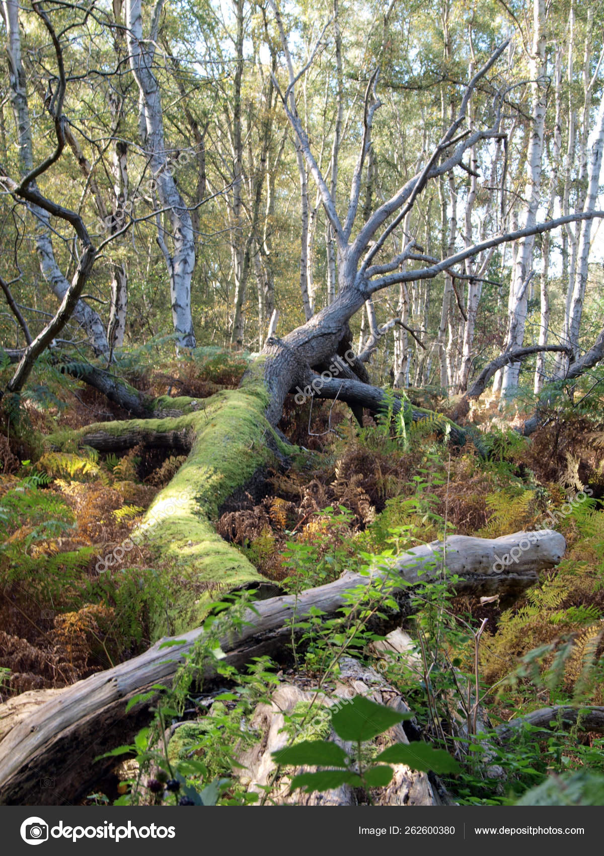 Peat Still Shrinking Roots Trees Become Exposed Making Them Unstable ...
