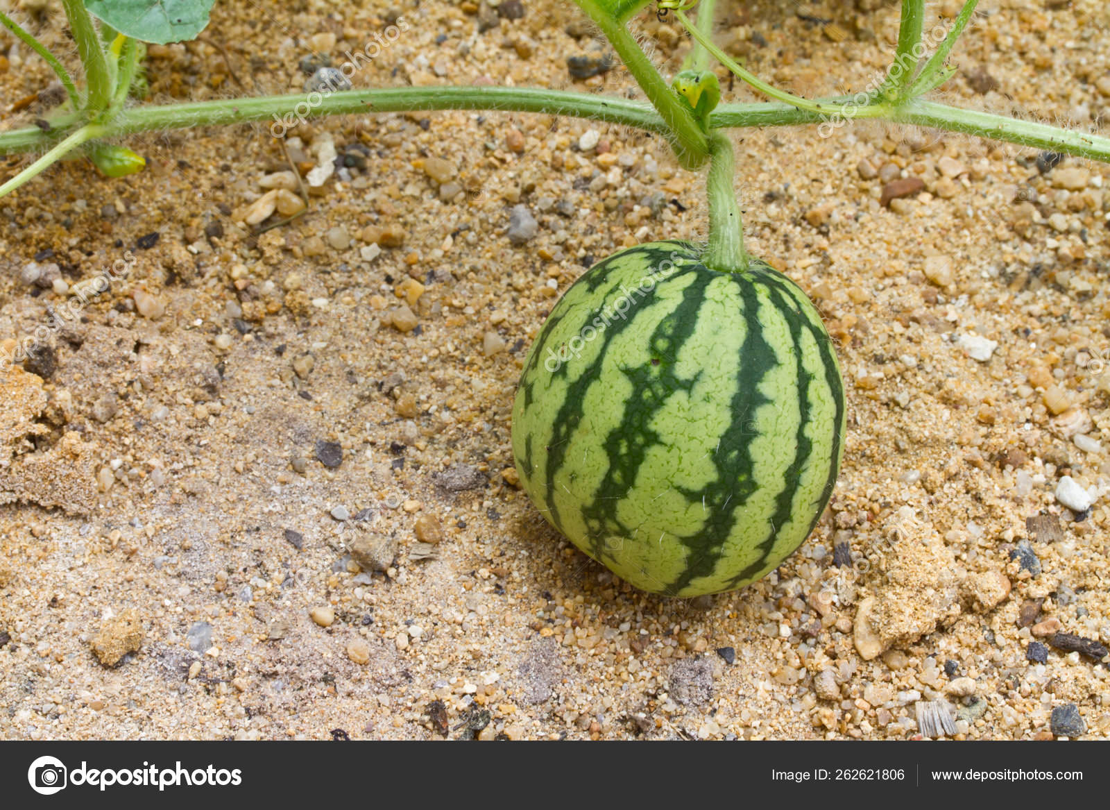 Mini Watermelon Plants