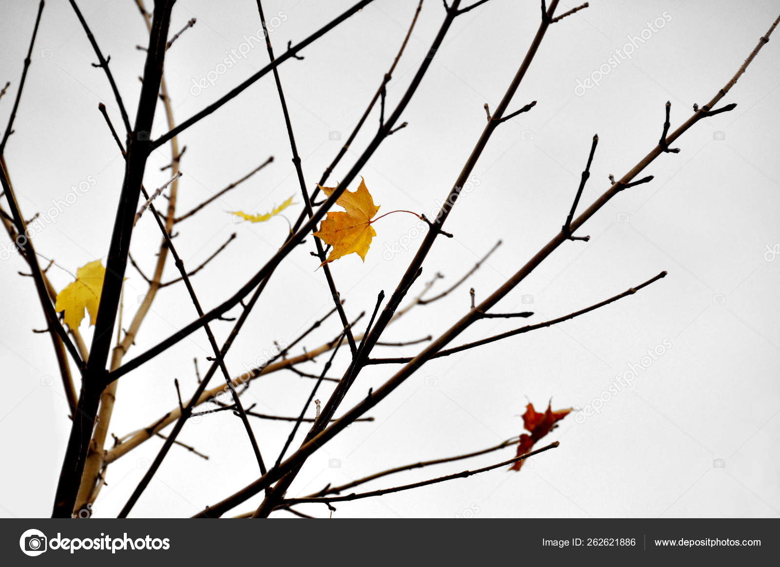 Last Leaf Hanging Tree — Stock Photo © YAYImages #262621886