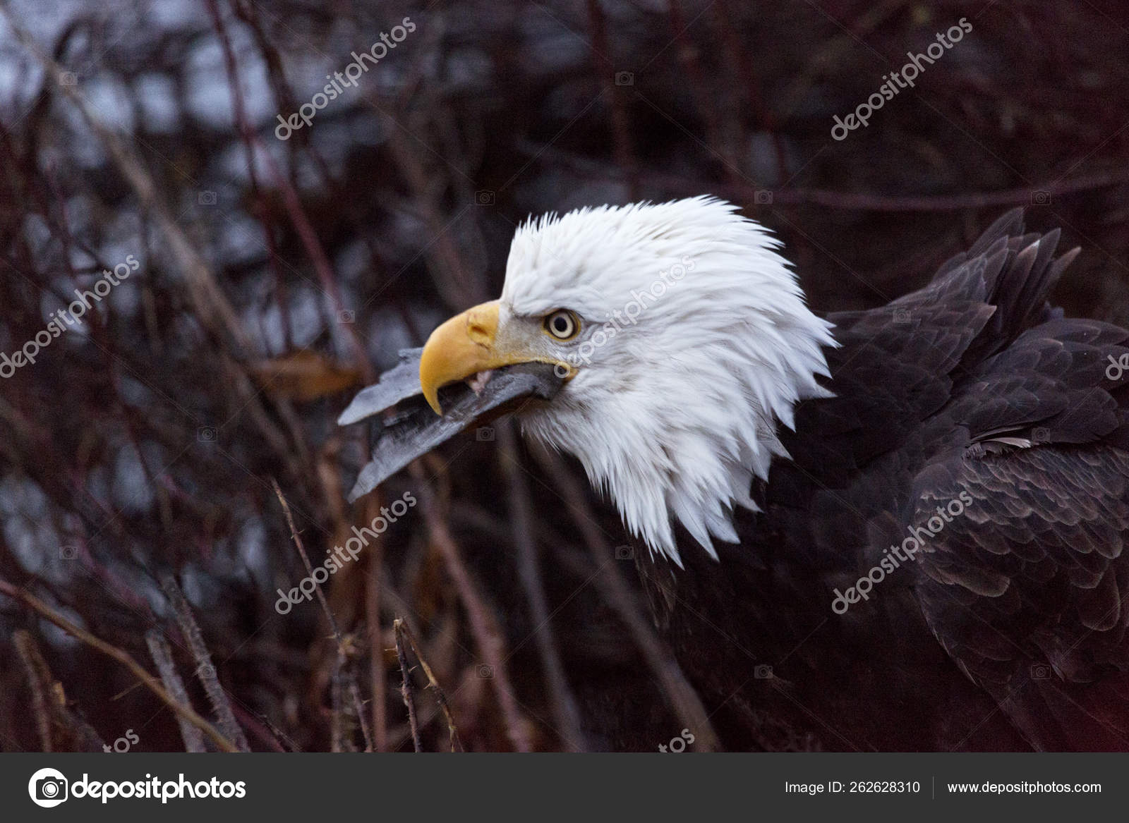 Wild Bald Eagle Gulps Fish Tail Its Beak Banks Chilkat Stock Photo by ...