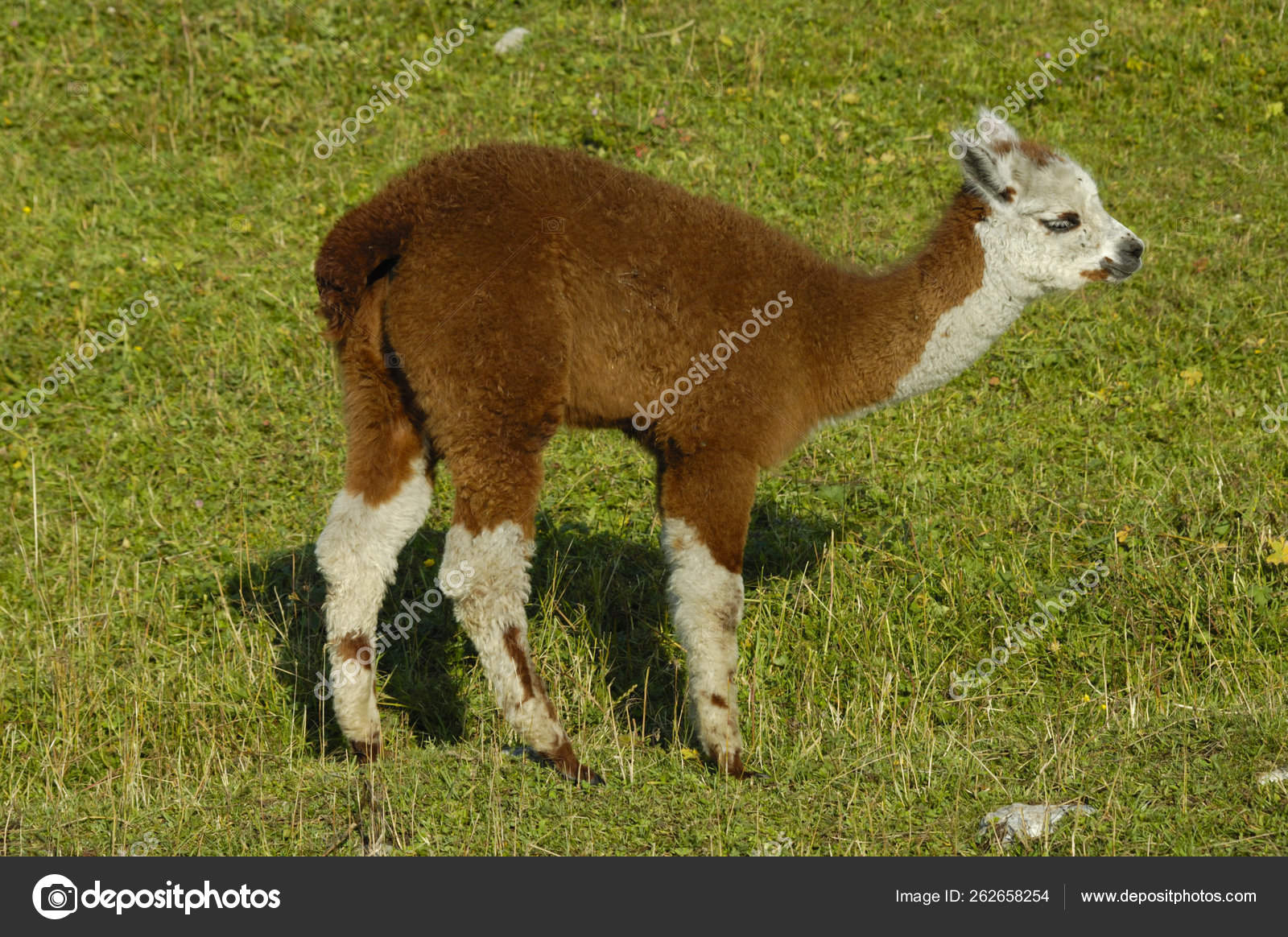 Cute Little Cria Correct Name Baby Llama Stock Photo by ©YAYImages ...