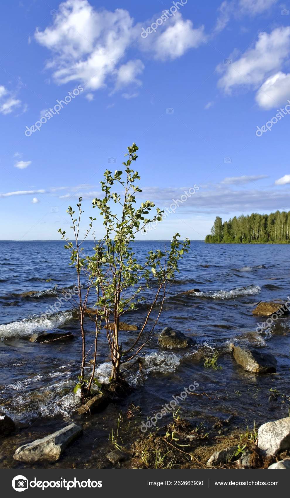 Lonely Young Tree Growing Almost Water Lake Stock Photo by ©YAYImages ...