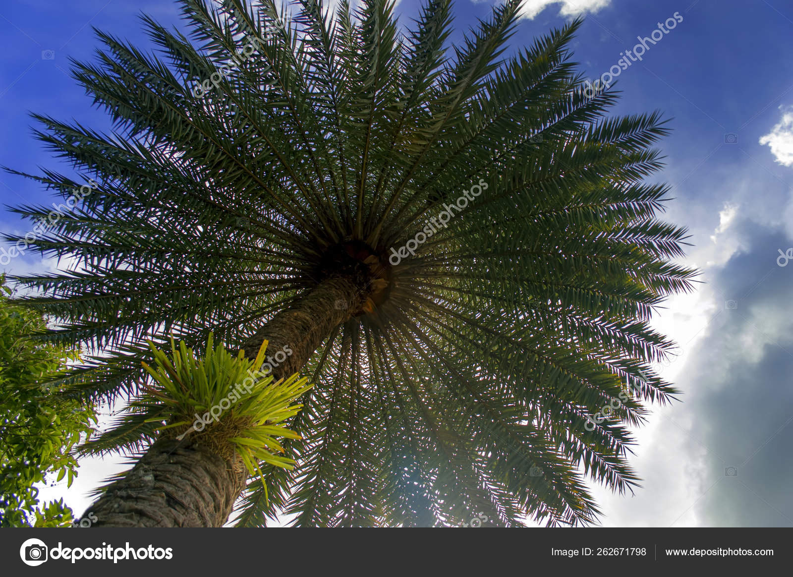 Phoenix Sylvestris Palm Tree Nong Nooch Garden Pattaya — Stock Photo ...