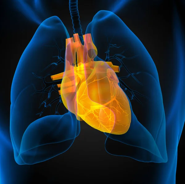 Rendered Medical Illustration Human Heart Back View Stock Photo by ...