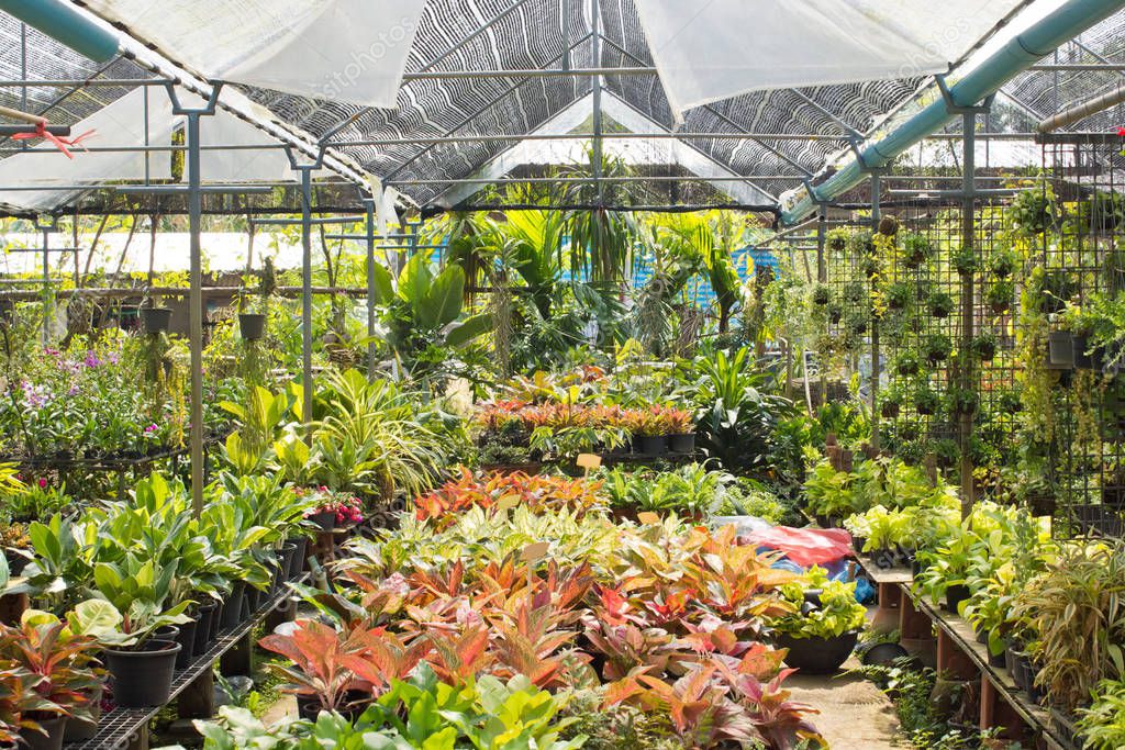 Planta de vivero y tipos de árboles de variedad. 2023