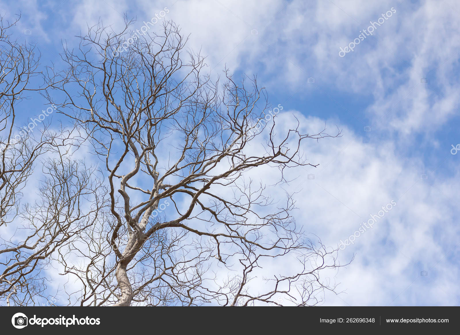 Dead Tree Leaves Sky Background Stock Photo by ©YAYImages 262696348