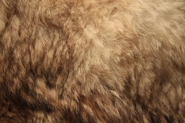Seamless texture of fur Stock Photos, Royalty Free Seamless texture of ...