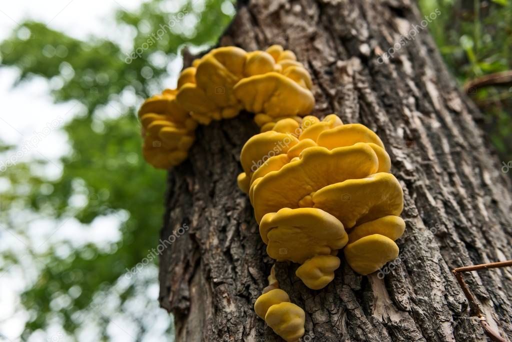 Hongos comestibles de yesca en tronco de árbol al aire libre 2022