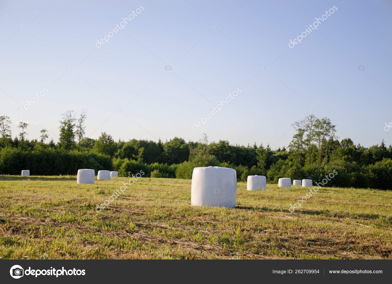 Polythene Wrapped Grass Bales Haystacks Fodder Animal Harvested Meadow ...