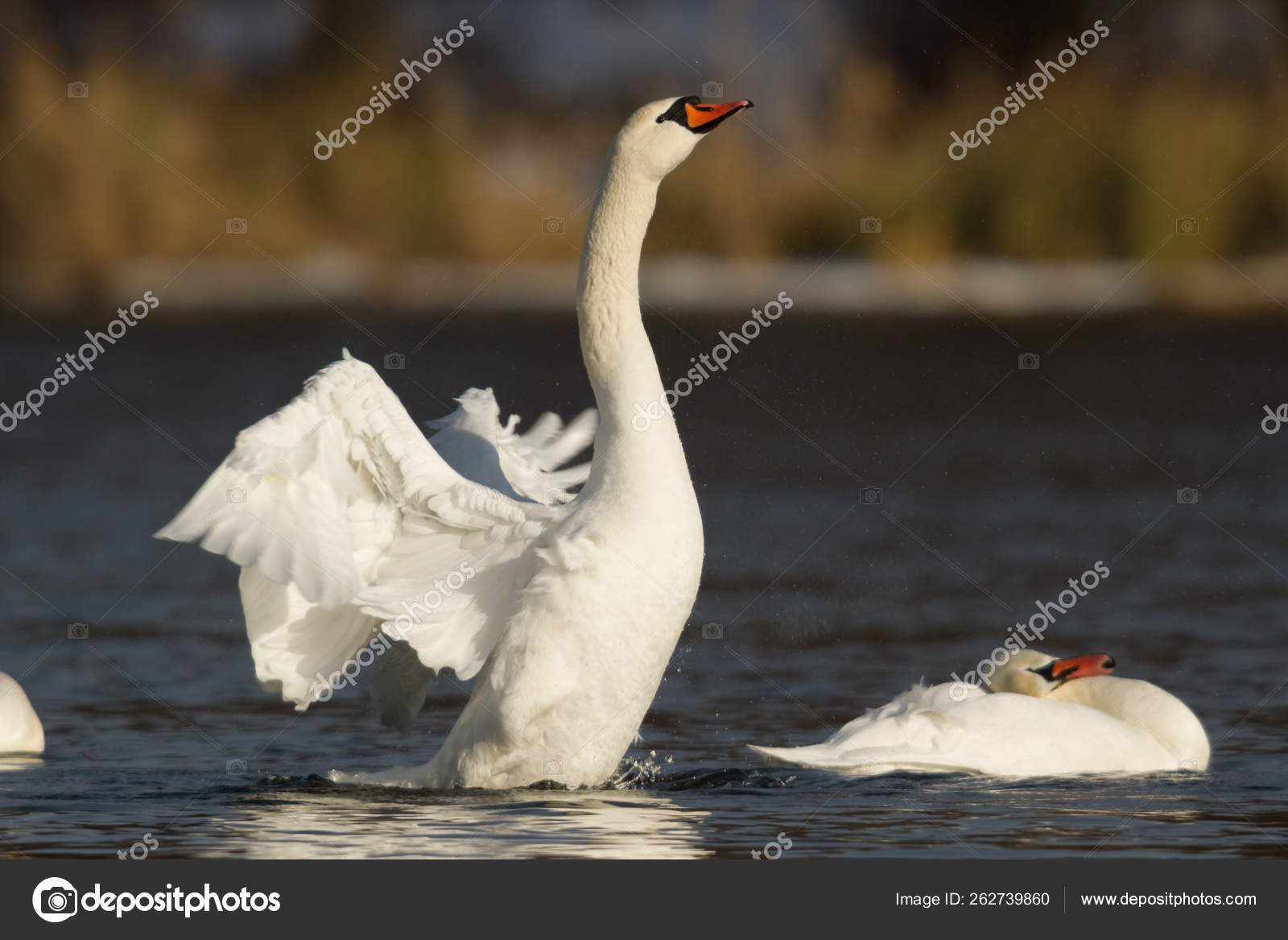 Swan Blue Lake Water Sunny Day Swans Pond Nature Series Stock Photo by ...