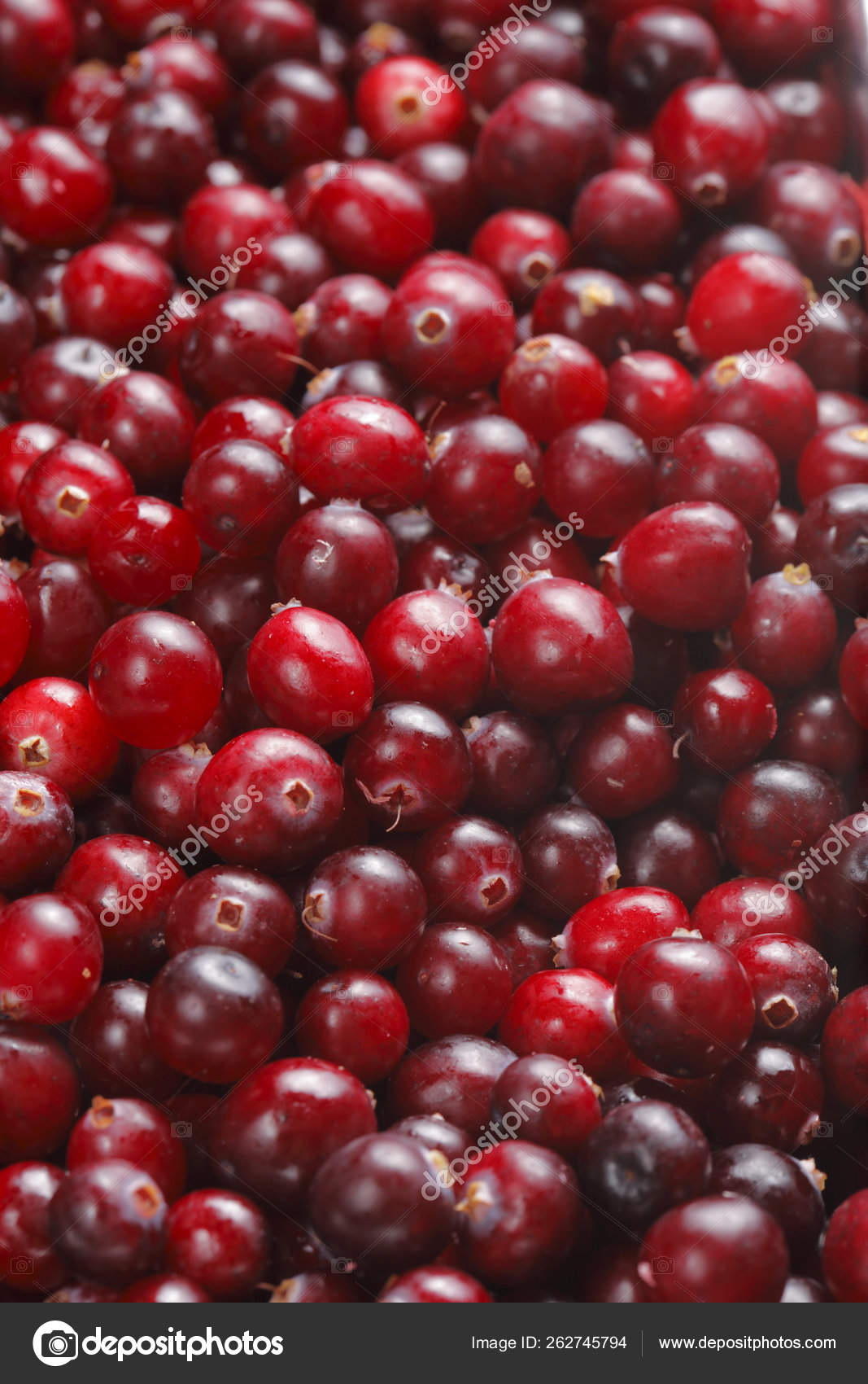Red Cranberries Background Texture Stock Photo by ©YAYImages 262745794