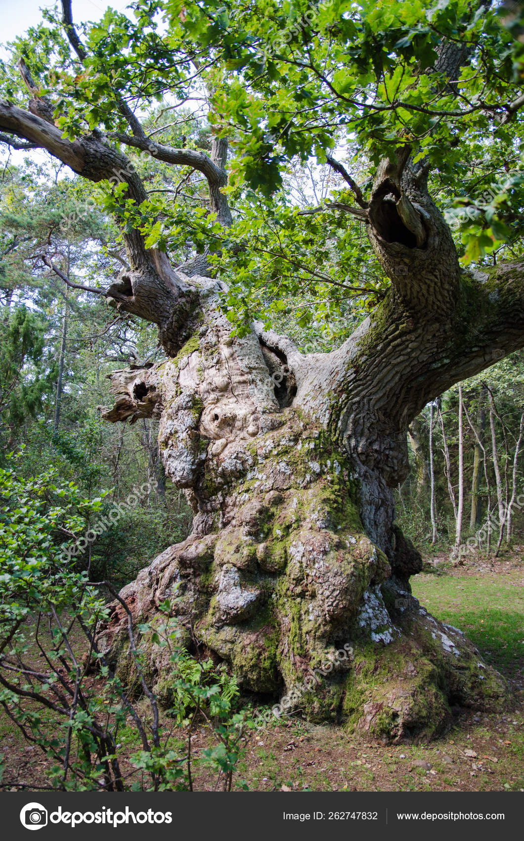 Extremely Old 900 Years Oak Tree Swedish Nature Reserve Island Stock ...