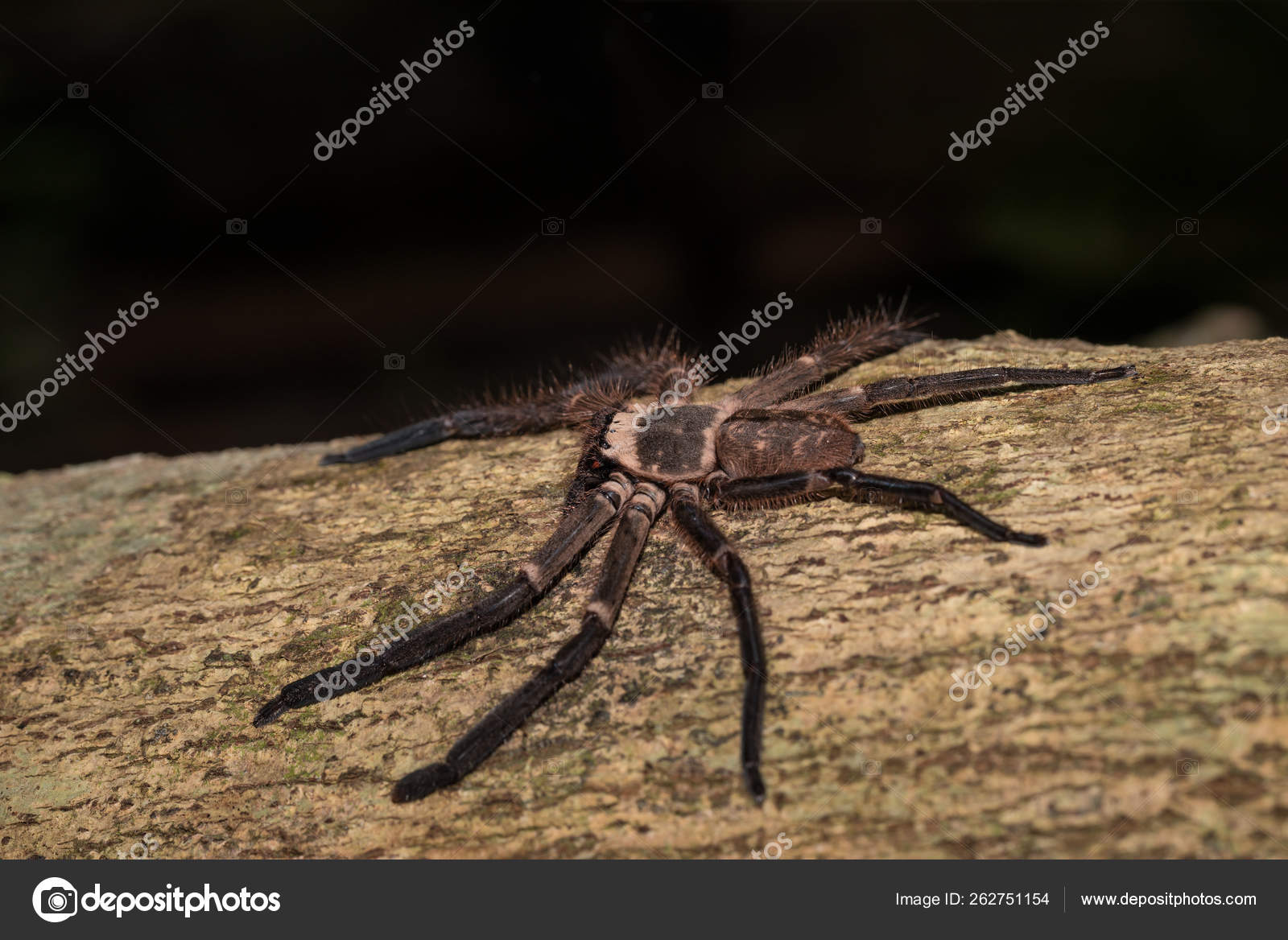 Big Huntsman Spider Tree Trunk Huntsman Spider Members Family ...