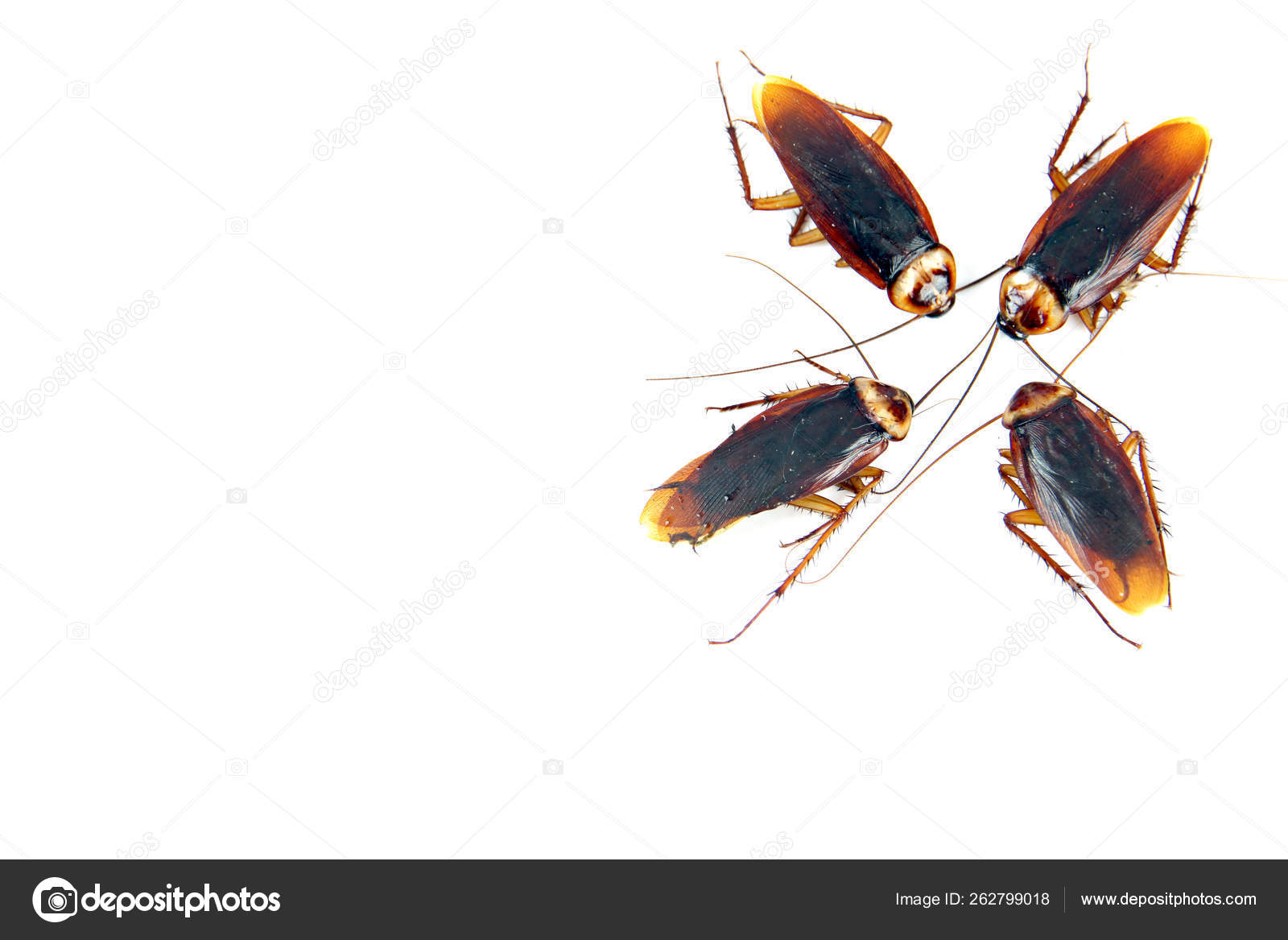 Four Cockroaches Isolated White Background Stock Photo by ©YAYImages ...