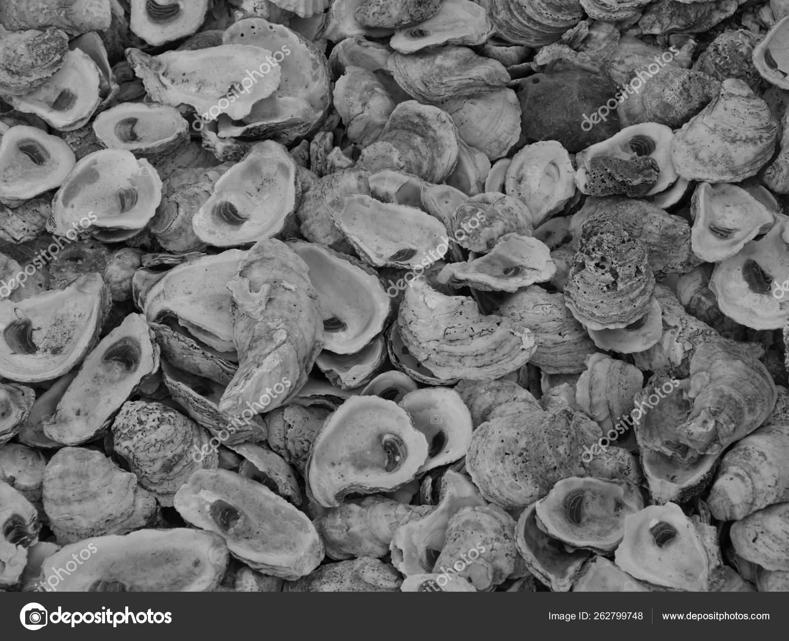 Sea Shells Shown Black White Stock Photo by ©YAYImages 262799748