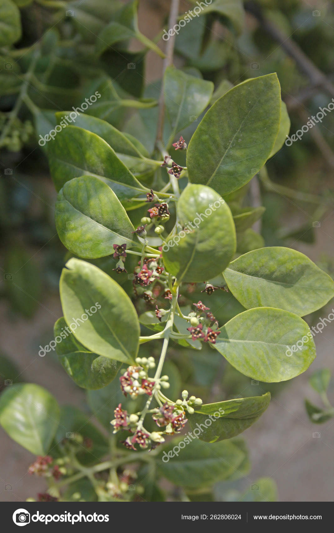 Red Sandalwood Tree Leaves