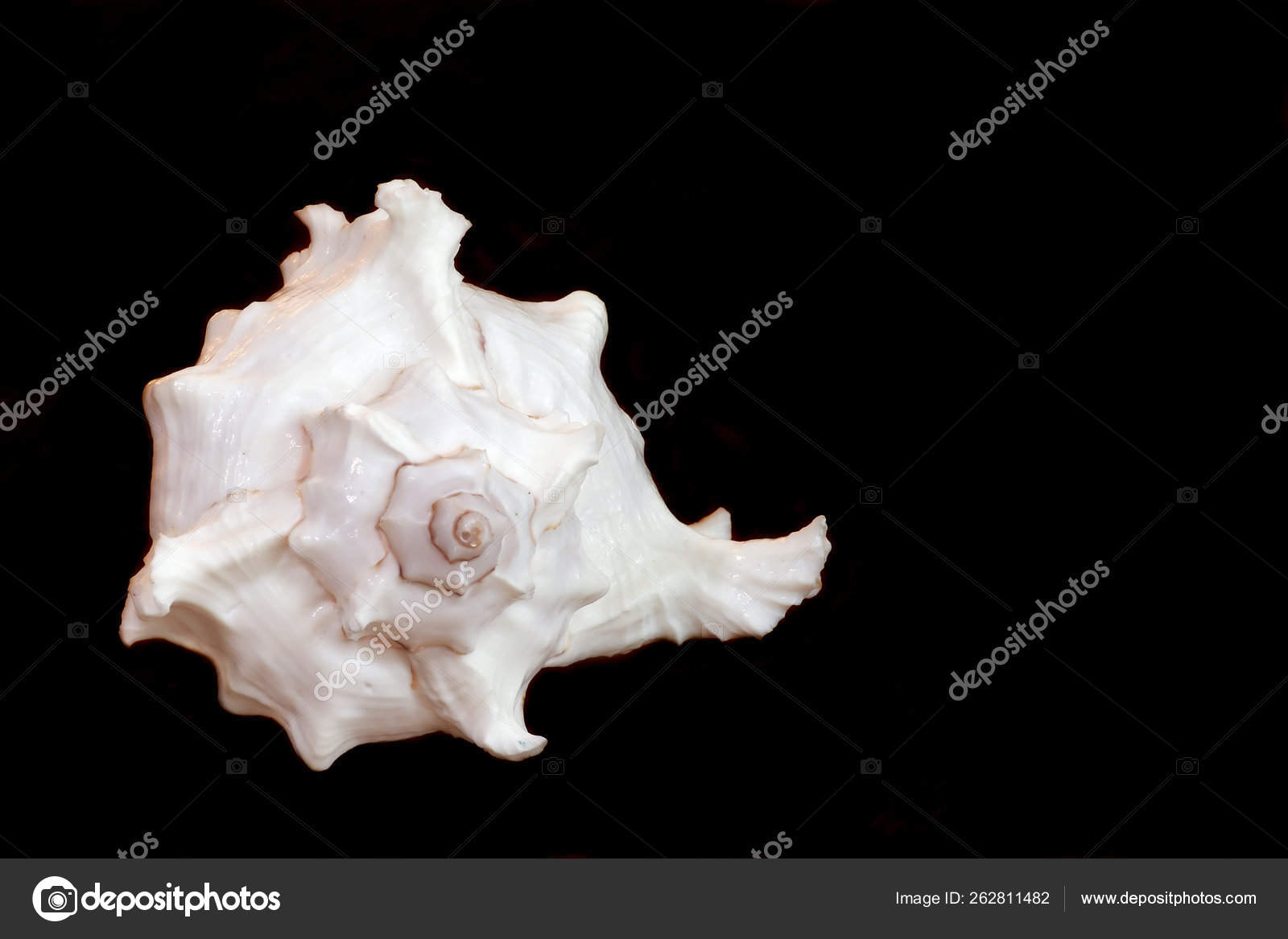 White Empty Clam Shell Isolated Black Background — Stock Photo ...