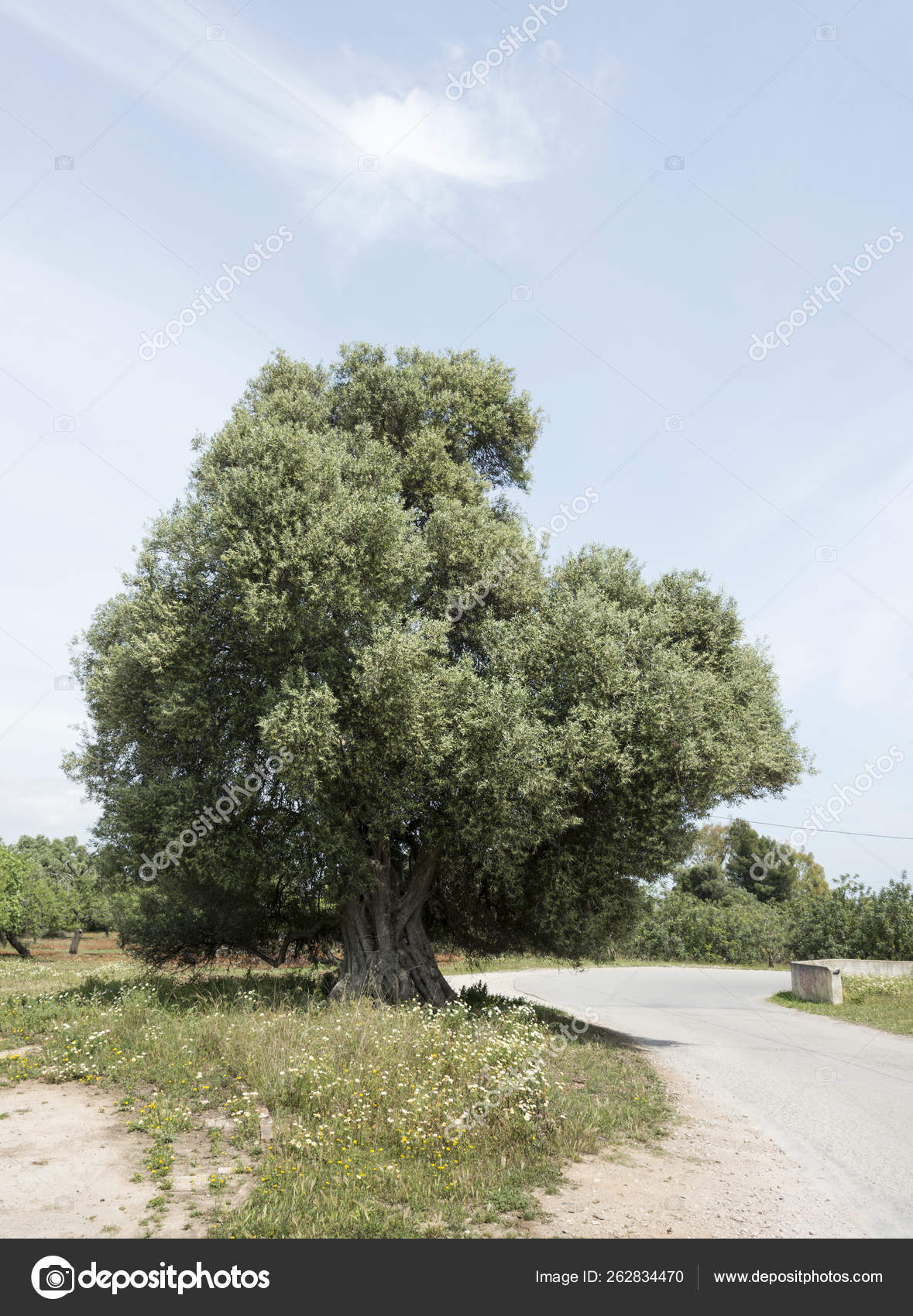 Very Old Olive Tree Road Tavira Portugal — Stock Photo © YAYImages ...