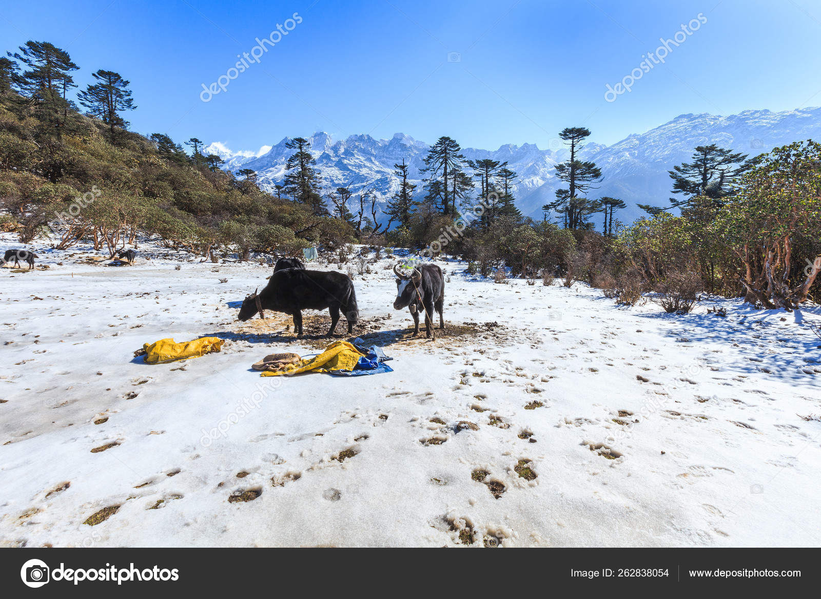 Phedang View Point Kanchenjunga National Park Sikkim India — Stock ...