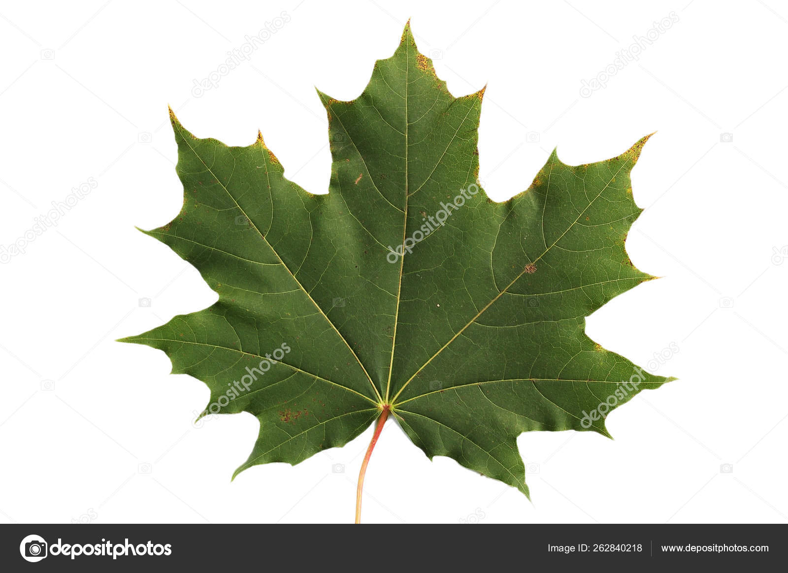 Sheet Maple Isolated White Background Stock Photo by ©YAYImages 262840218