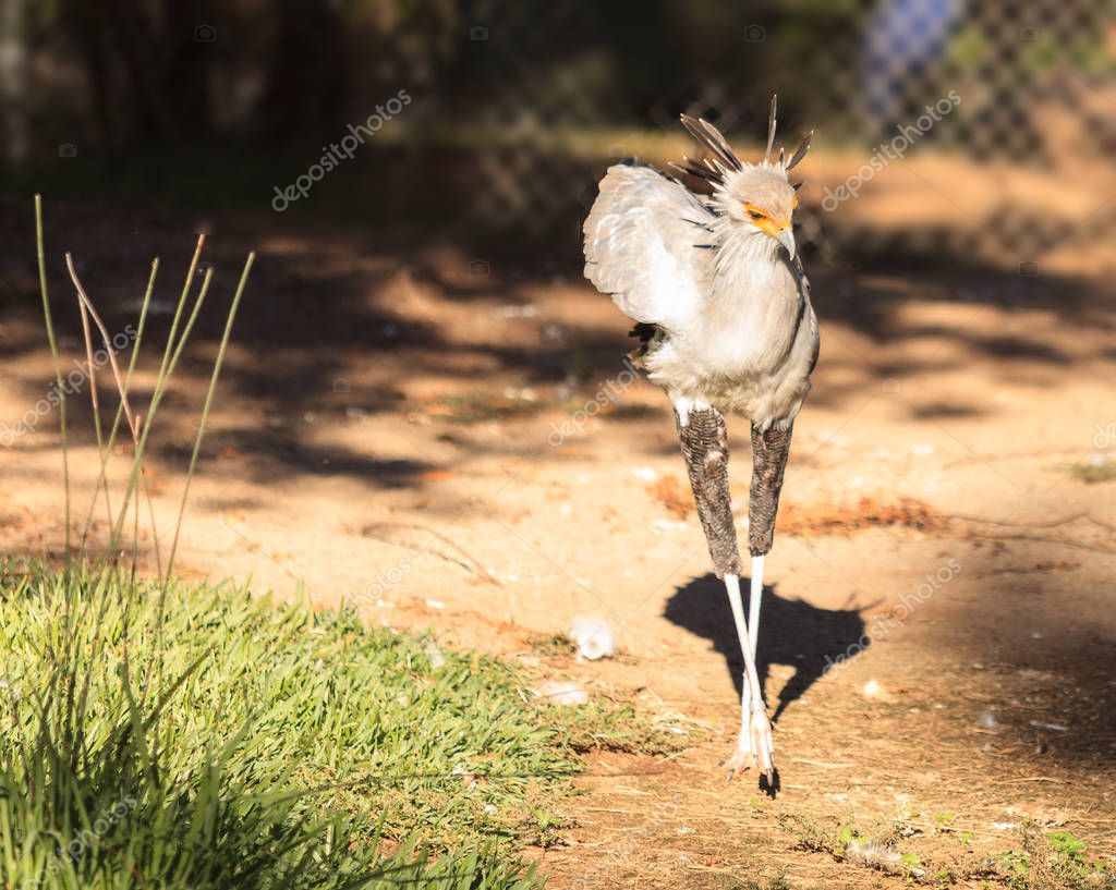Secretario pájaro, Sagitario serpentario, es endémica de la sabana ...