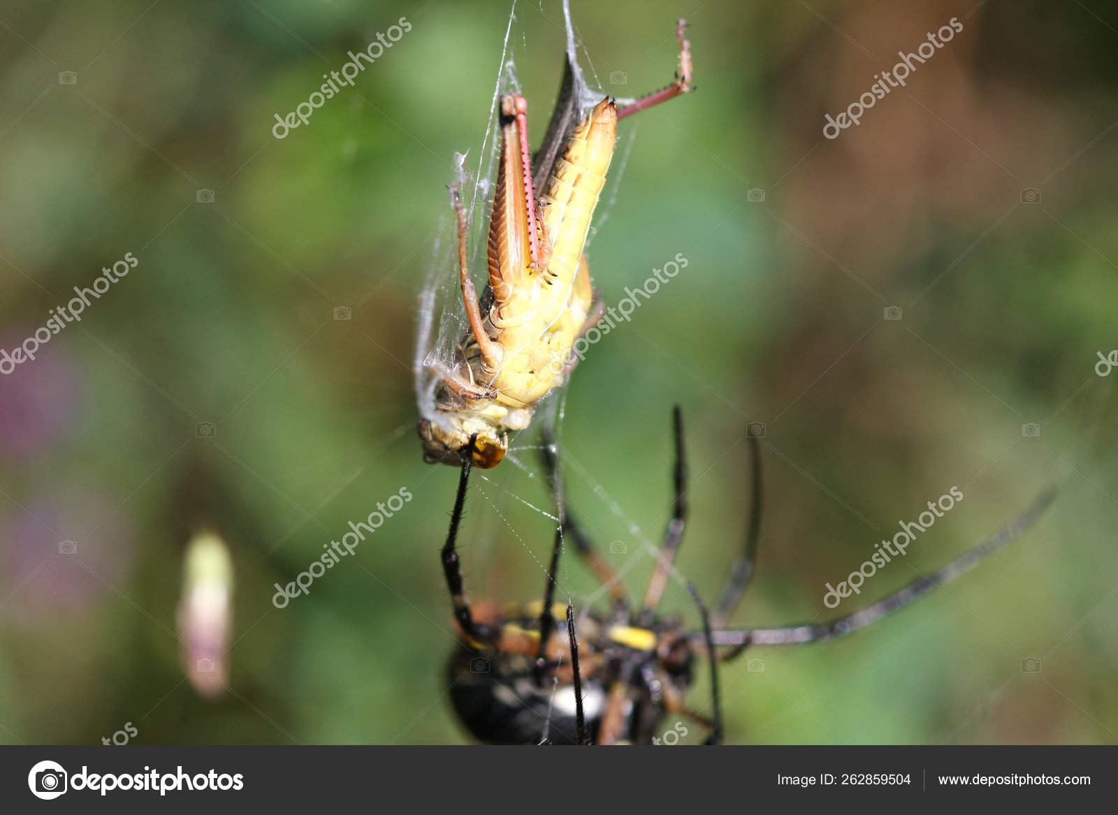 Black Yellow Garden Spider Argiope Aurantia Female Prey — Stock Photo ...
