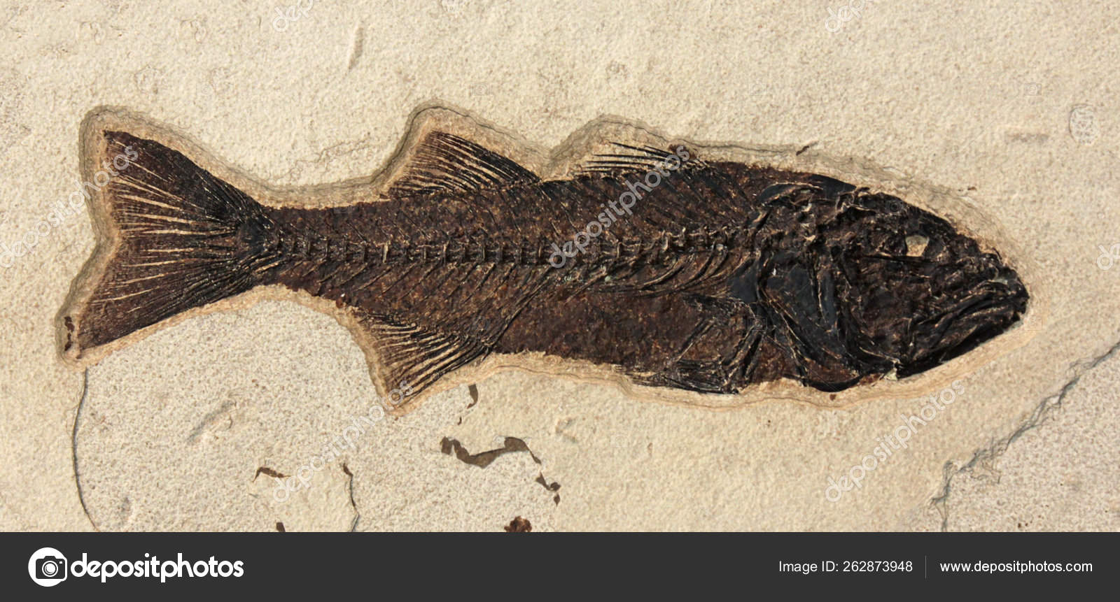 Fish Fossil Embedded Rock — Stock Photo © YAYImages #262873948