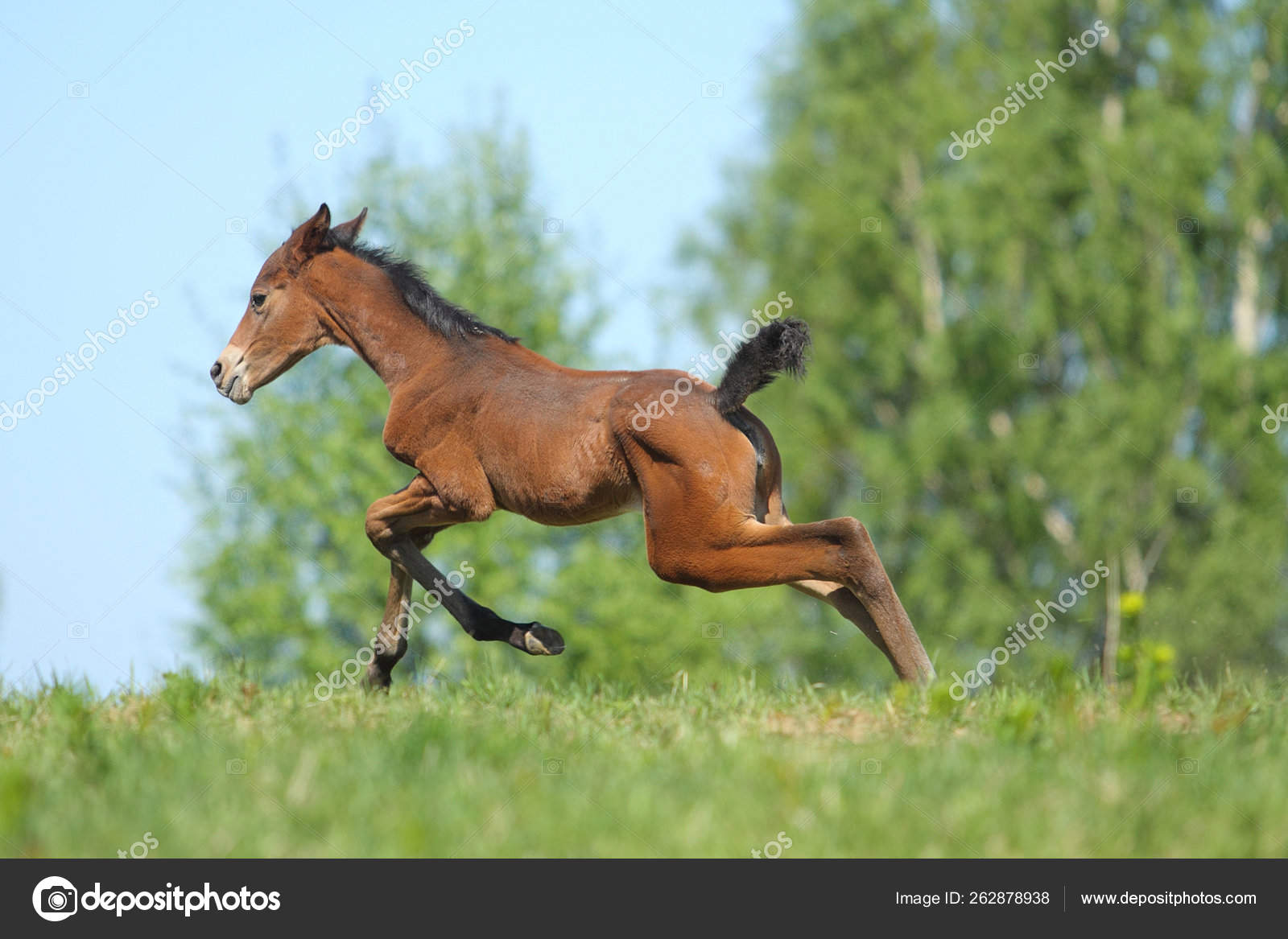 Little Colt Gallops Meadow — Stock Photo © YAYImages #262878938