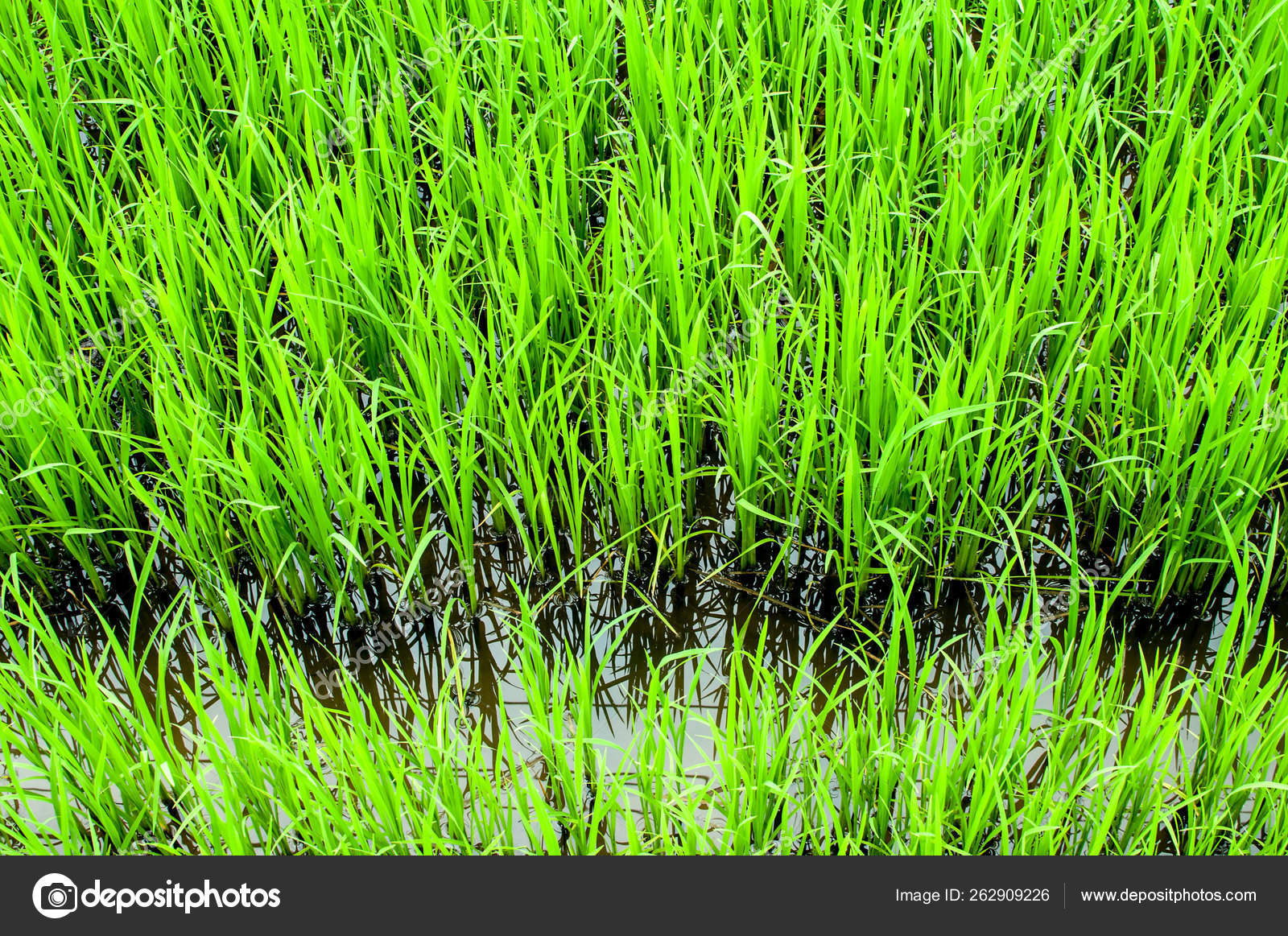 Young Rice Sprout Growing Rice Field — Stock Photo © YAYImages #262909226