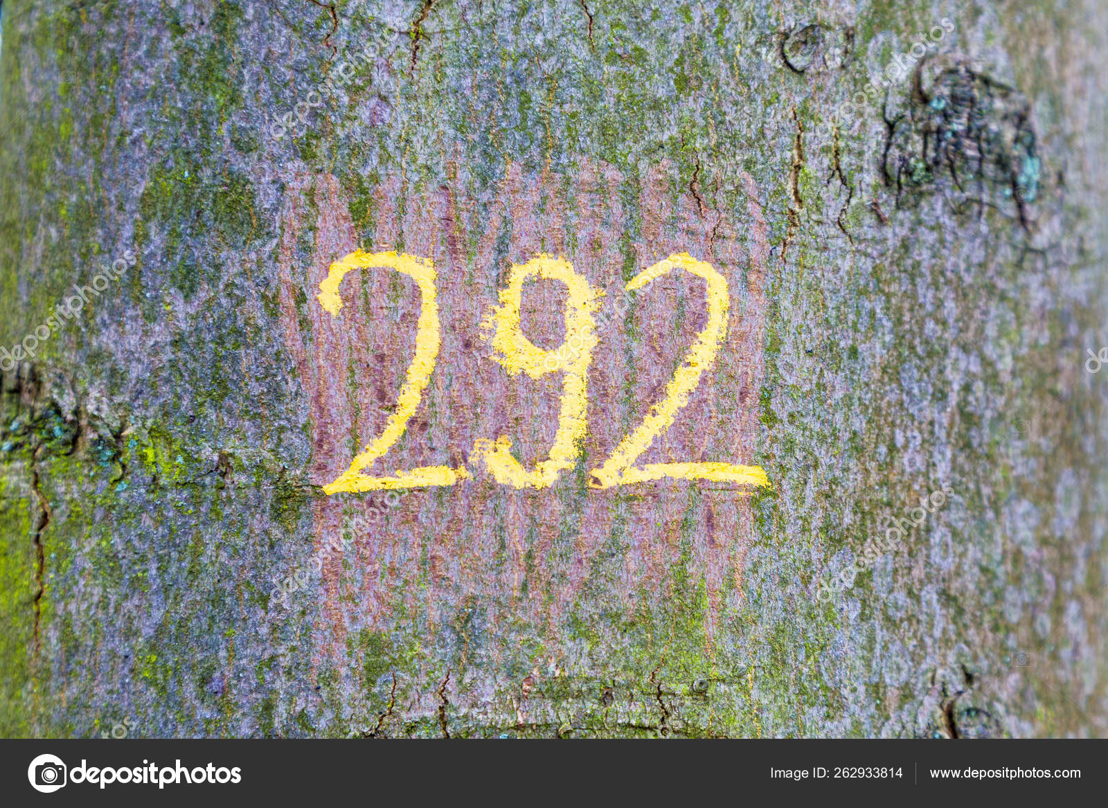 Number 292 Painted Bark Old Tree — Stock Photo © YAYImages #262933814