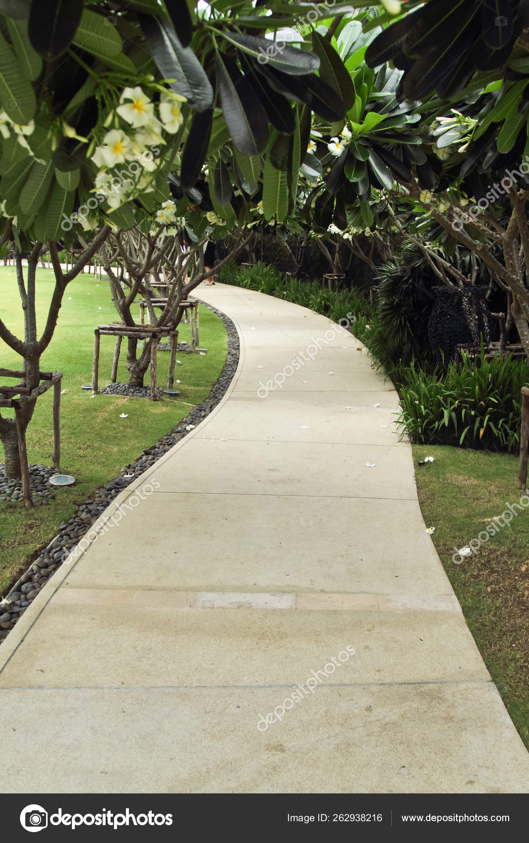 Garden Pathway Plumeria Tree Decoration Stock Photo by ©YAYImages 262938216