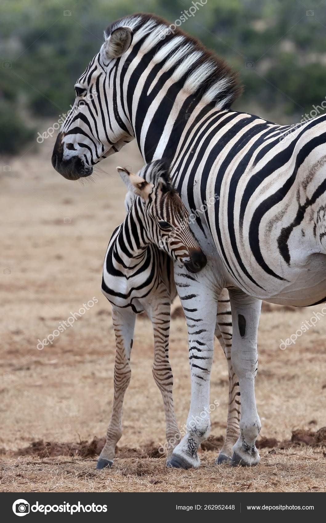Cute Baby Plains Zebra Standing Next It's Protective Mother Stock Photo ...